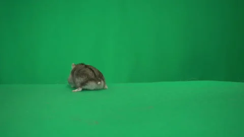 Hamster Screen Green Stock Footage ~ Royalty Free Stock Videos | Pond5