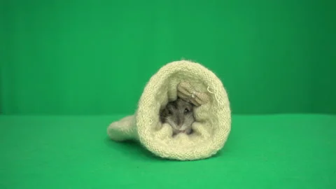 Hamster Screen Green Stock Footage ~ Royalty Free Stock Videos | Pond5