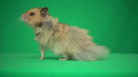 hamster on a green screen | Stock Video | Pond5
