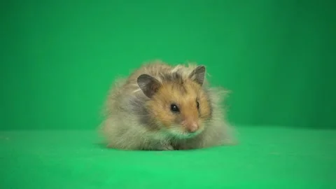 Hamster Greenscreen Stock Footage ~ Royalty Free Stock Videos | Pond5