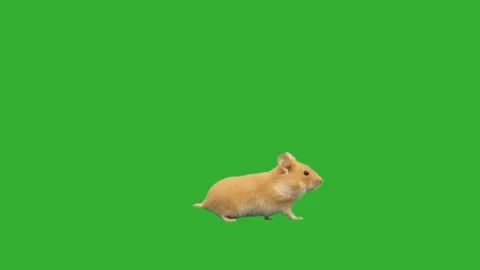 Hamster Screen Green Stock Footage ~ Royalty Free Stock Videos | Pond5