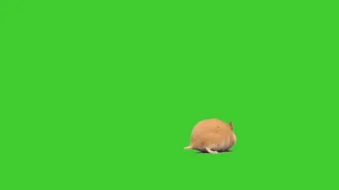Hamster Greenscreen Stock Footage ~ Royalty Free Stock Videos | Pond5