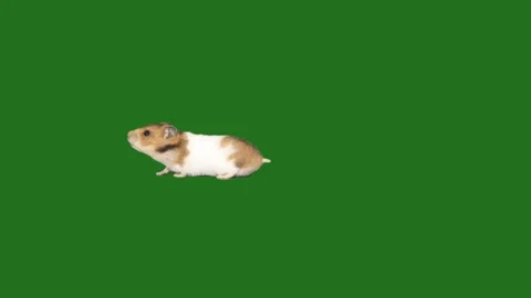hamster on green screen | Stock Video | Pond5