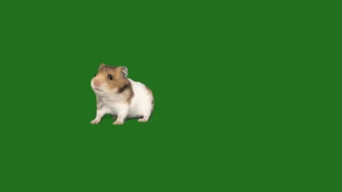Hamster Greenscreen Stock Footage ~ Royalty Free Stock Videos | Pond5