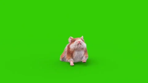 Hamster Greenscreen Stock Footage ~ Royalty Free Stock Videos | Pond5