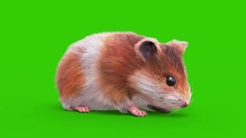 Hamster Greenscreen Stock Footage ~ Royalty Free Stock Videos | Pond5