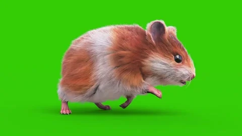 Hamster Greenscreen Stock Footage ~ Royalty Free Stock Videos | Pond5