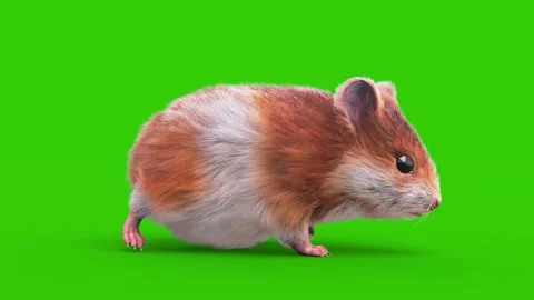 Hamster Greenscreen Stock Footage ~ Royalty Free Stock Videos | Pond5
