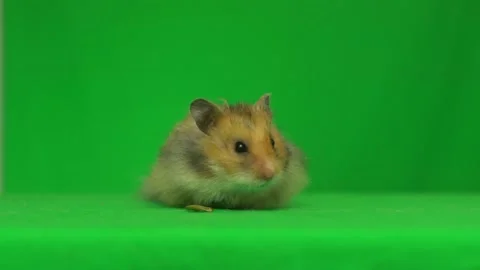 Hamster Greenscreen Stock Footage ~ Royalty Free Stock Videos | Pond5