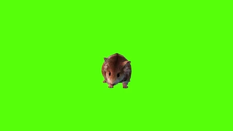 Hamster Looking Around Green Screen Anim... | Stock Video | Pond5