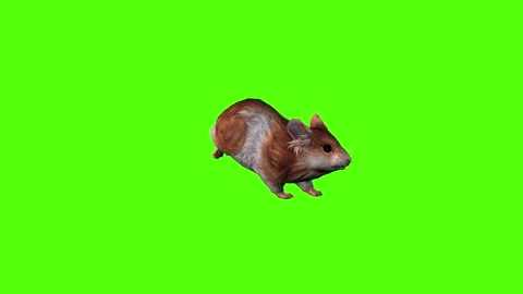 Hamster Running Green Screen Animation 4... | Stock Video | Pond5