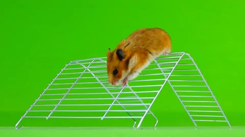 hamster on the stairs on a green screen | Stock Video | Pond5