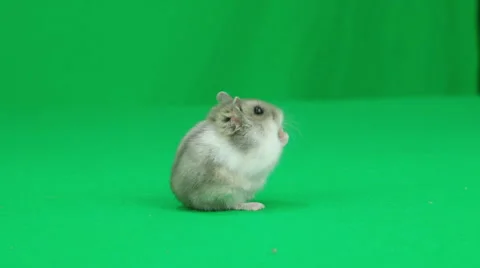 Hamster standing on the green screen | Stock Video | Pond5
