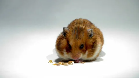 Hamster Stock Video Footage | Royalty Free Hamster Videos | Pond5
