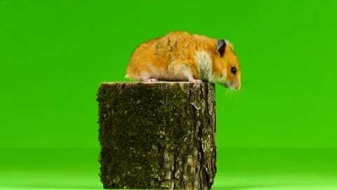 hamster on a stump on a green screen | Stock Video | Pond5