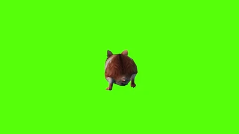 Hamster Greenscreen Stock Footage ~ Royalty Free Stock Videos | Pond5