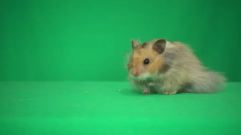 Hamster Greenscreen Stock Footage ~ Royalty Free Stock Videos | Pond5