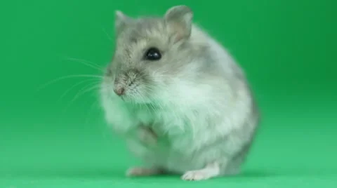 Hamster Greenscreen Stock Footage ~ Royalty Free Stock Videos | Pond5
