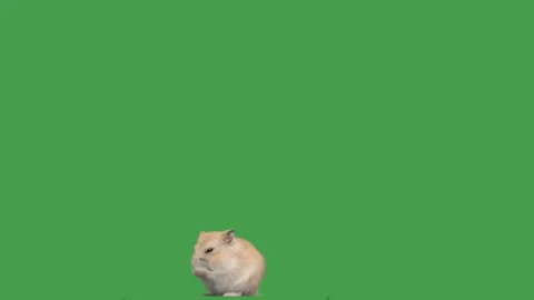 Hamster Greenscreen Stock Footage ~ Royalty Free Stock Videos | Pond5