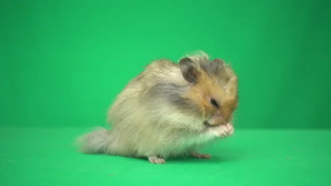 hamster washing himself on a green scree... | Stock Video | Pond5