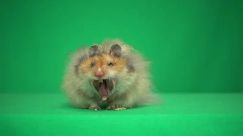 Hamster Greenscreen Stock Footage ~ Royalty Free Stock Videos | Pond5