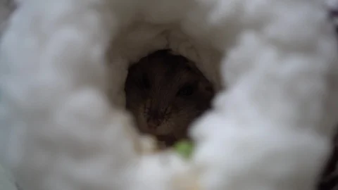 Scrolller Breedingfamilies Stock Video Footage | Royalty Free Scrolller Breedingfamilies Videos ...