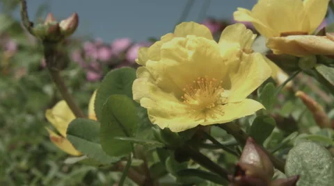 Non Colour Graded Stock Videos – Royalty-Free HD & 4K Videos