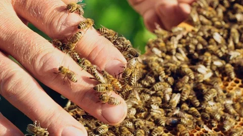 Hand of beekeeper is working with bees a... | Stock Video | Pond5