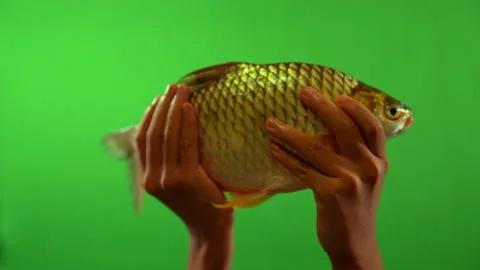 Hand catching fish on green screen backg... | Stock Video | Pond5