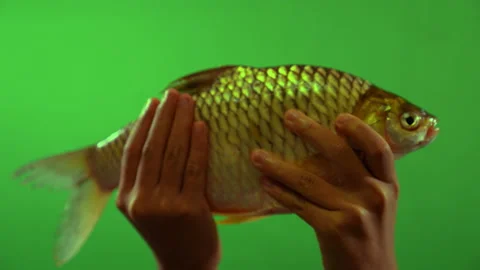 Hand catching fish on green screen backg... | Stock Video | Pond5