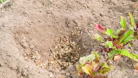 A hand digs quail droppings with sawdust... | Stock Video | Pond5