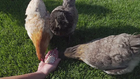 Hand feeding chickens puffed rice on gre... | Stock Video | Pond5