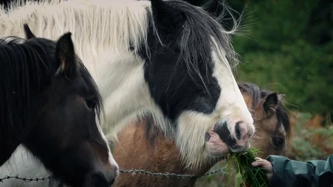 Horses In Hands Stock Videos – Royalty-Free HD & 4K Videos | Page 2