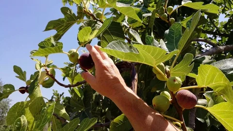 Hand Gathering Figs from Tree in August ... | Stock Video | Pond5