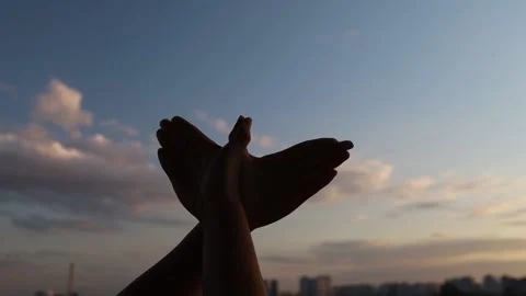 Silent Flying Bird Stock Video Footage | Royalty Free Silent Flying ...