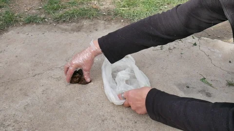 A Poop Girl Stock Videos – Royalty-Free HD & 4K Videos | Pond5