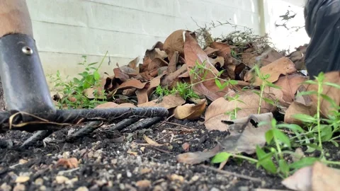 Hand grab dry leaf from soil ground and ... | Stock Video | Pond5