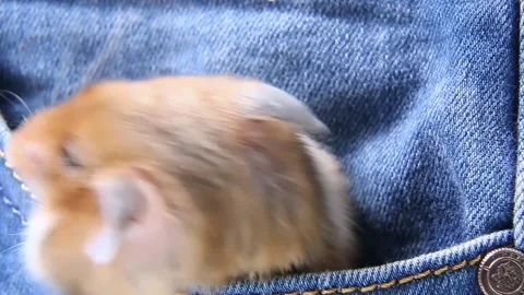 Hamster Stock Video Footage | Royalty Free Hamster Videos | Pond5