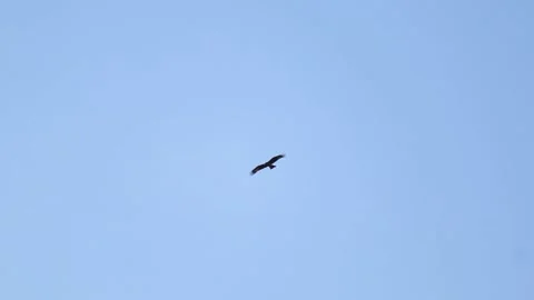 Hand held shot of an eagle flying in the... | Stock Video | Pond5