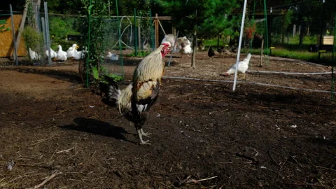 Hand held shot of rooster flapping his w... | Stock Video | Pond5