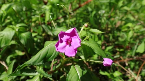 Little Wing Sting Stock Videos – Royalty-Free HD & 4K Videos