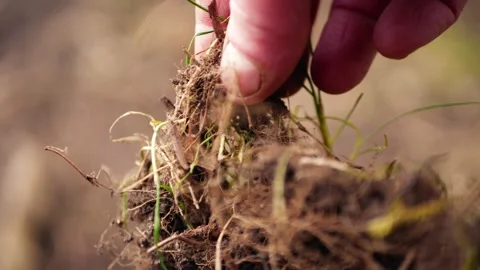 Hand holding clump of weeds and roots cl... | Stock Video | Pond5