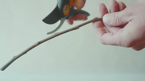 hand holding Cutting pliers of tree on i... | Stock Video | Pond5