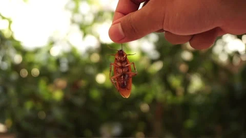 Hand holding dead cockroach with blurry ... | Stock Video | Pond5