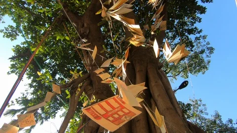 Tree Realistic Drawing Stock Videos – Royalty-Free HD & 4K Videos