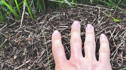 Hand Ants Stock Videos – Royalty-Free HD & 4K Videos | Pond5