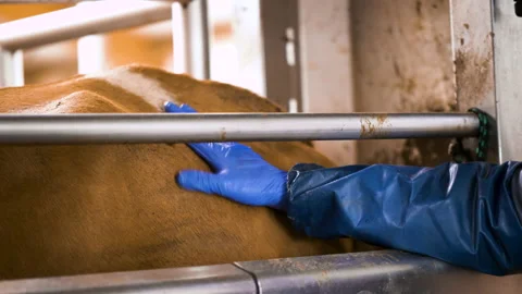Hand with plastic gloves clapping a Cow,... | Stock Video | Pond5