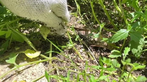 Hand pulling weeds plucking plants from ... | Stock Video | Pond5