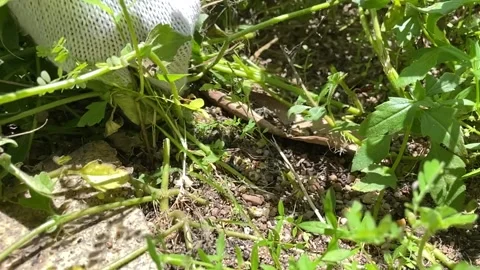 Hand pulling weeds plucking plants from ... | Stock Video | Pond5