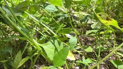 Hand pulling weeds plucking plants from ... | Stock Video | Pond5